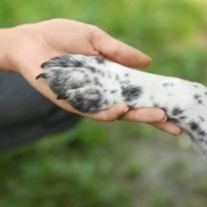 Canine Health and Nutrition Level 3 Online Course - Association of Learning